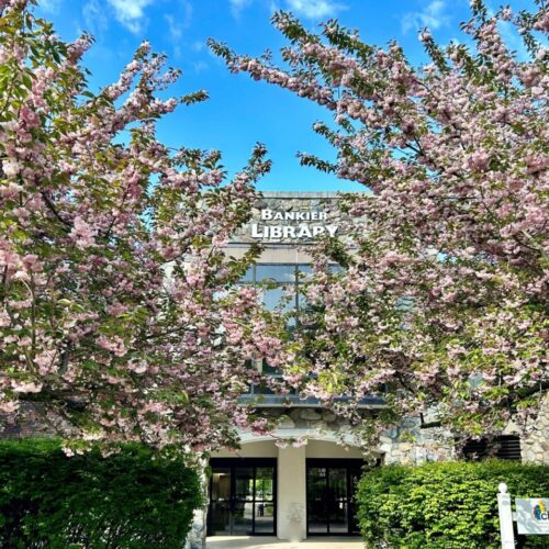 Spring cheery blossom trees in front of the Bankier Library