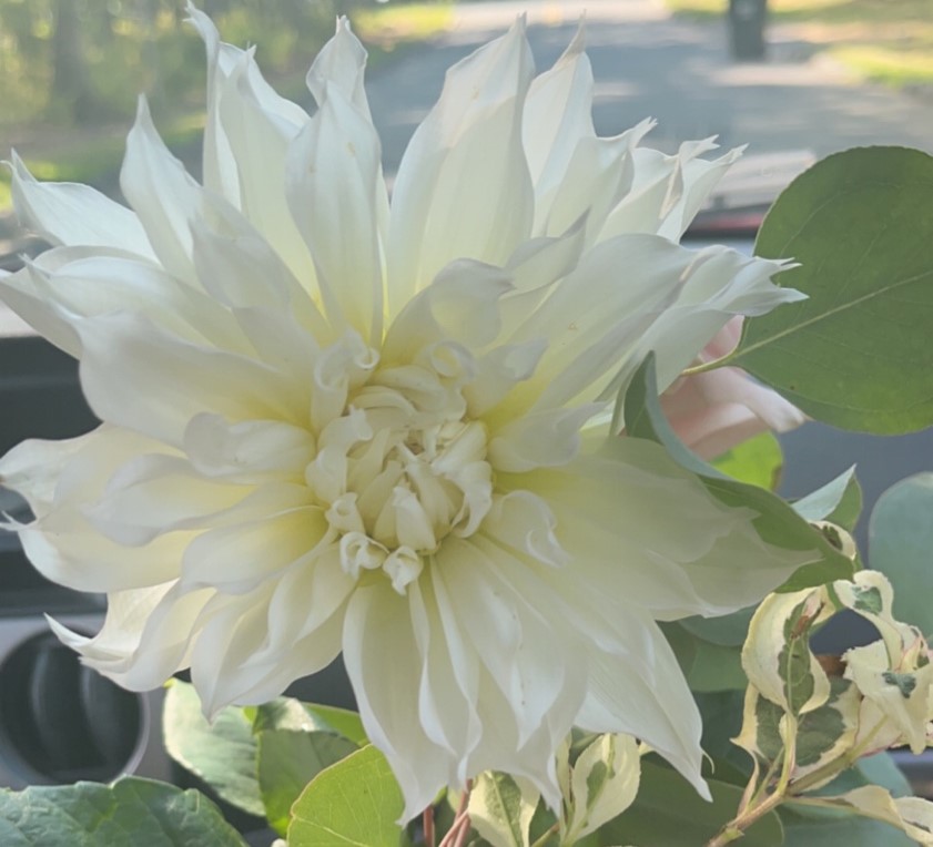 Nectar Club - Brookdale Community College